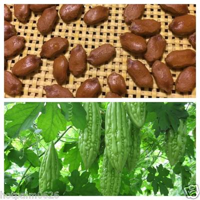 30 Bitter Melon ,Bitter Gourd seeds, Balsam Pear, Ku Gua, Foo Gwah, Kho ...