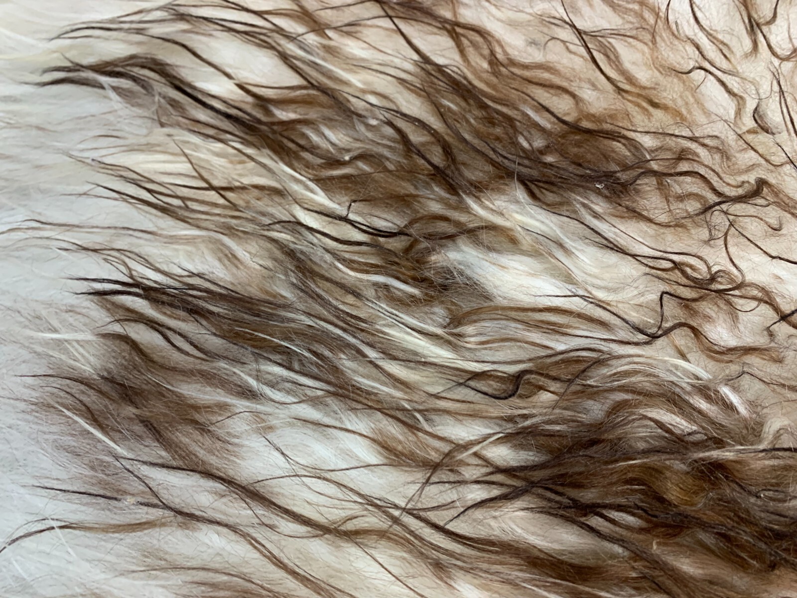 Icelandic Curly Mouflon Brown Pelt Throw Blanket Hide Genuine Sheepskin ...