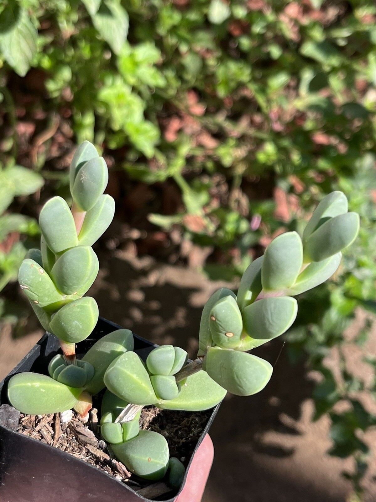2” Corpuscularia lehmannii ‘Ice Plant’ Succulent | eBay