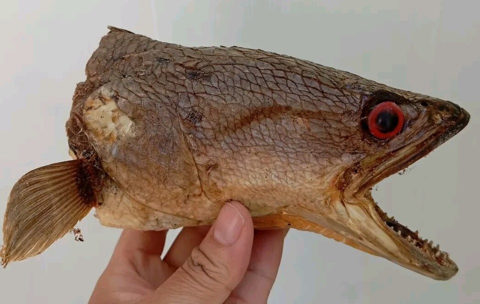 Real Genuine Giant Snakehead Fish Skull Taxidermy Mount Tooth Skeleton ...