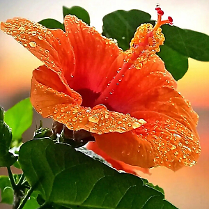 COCO KELLI'S CLOSETS | eBay Stores