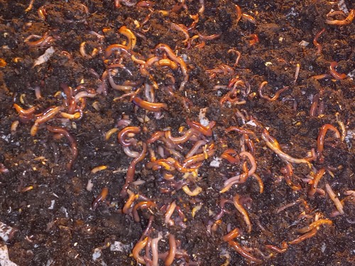 Live Red Wiggler WORMS, Garden Time, Red Wiggler Compost Worms, Red ...