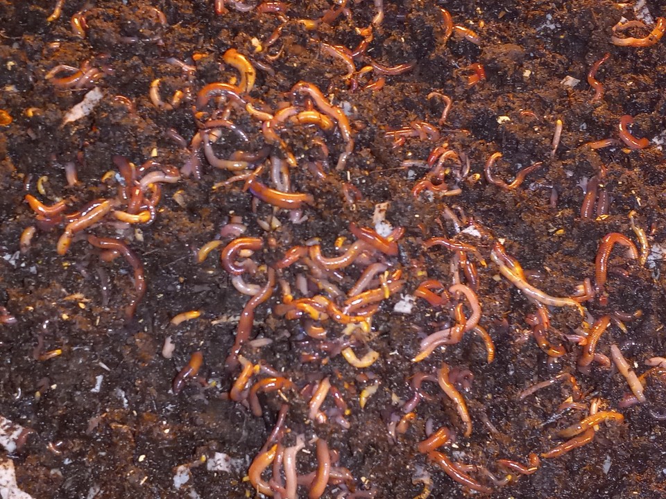 Worms : Fresh Live Red Wiggler WORMS, Garden Time, Red Wiggler Compost ...