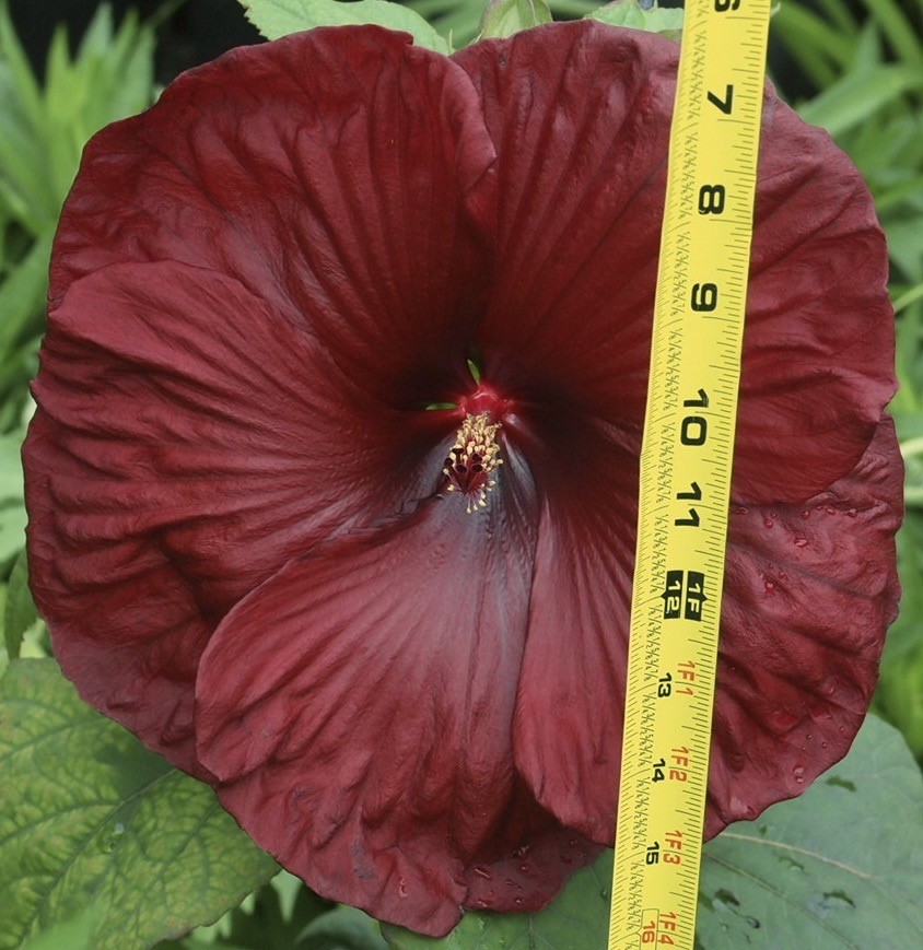 HEARTTHROB Hardy Hibiscus -- Plant in 4.5" pot | eBay