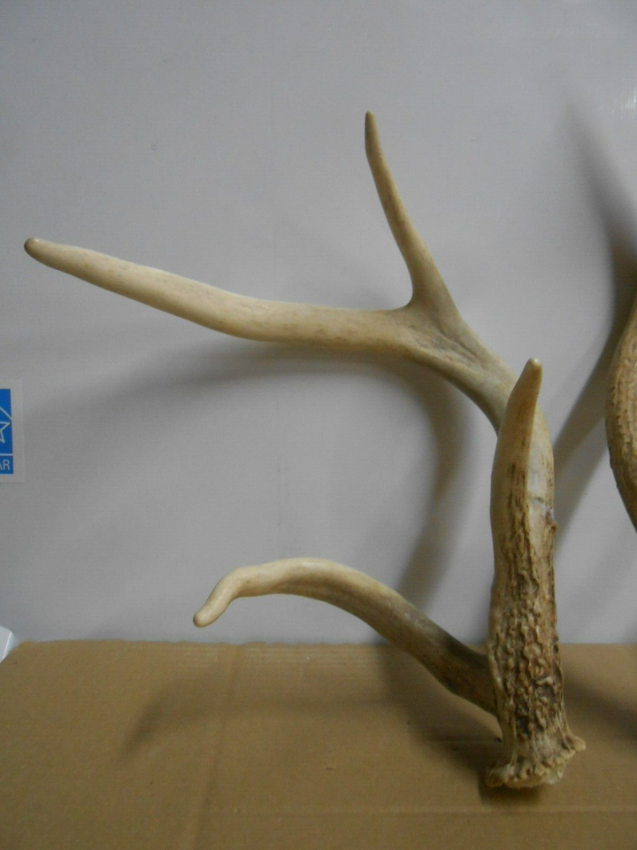 2 NON typical DOUBLE BEAM Wild WHITETAIL DEER ANTLER SHED antlers mule ...