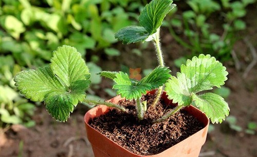100+White Strawberry Seeds Pineberry Hula berry Alpine berry Container ...