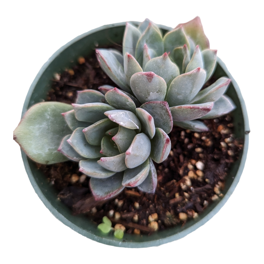 Echeveria Sp Grey Succulent Plant | eBay