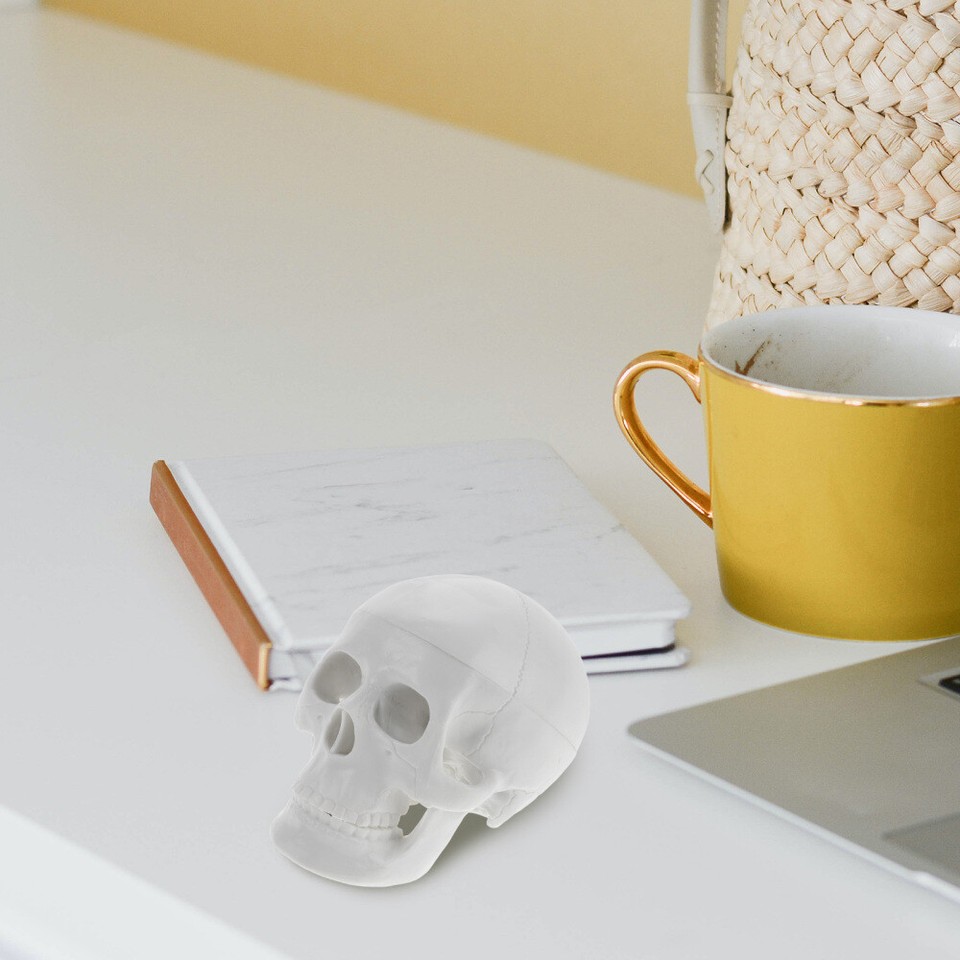 5pcs Anatomy Skull Model Small Human Skull Model Skull Decor Anatomy ...