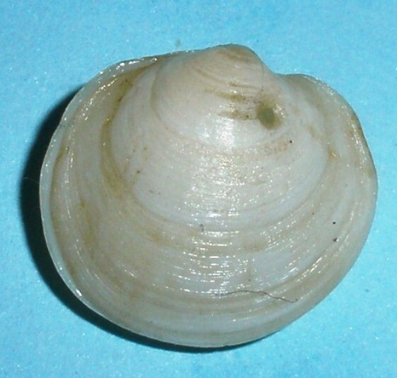 Lucinidae Evolution And Classification Of The Lucinidae Mollusca;