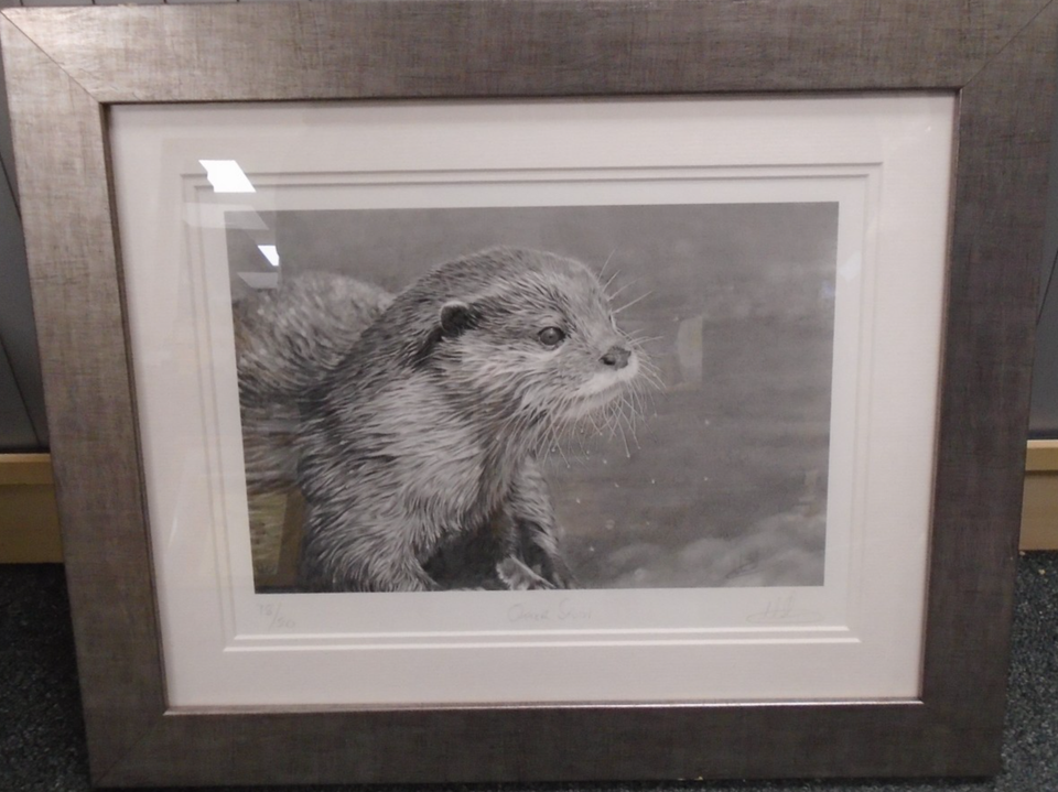 FRAMED LIMITED Edition Print - Otter Study - Nolon Stacey - No 78/500 ...