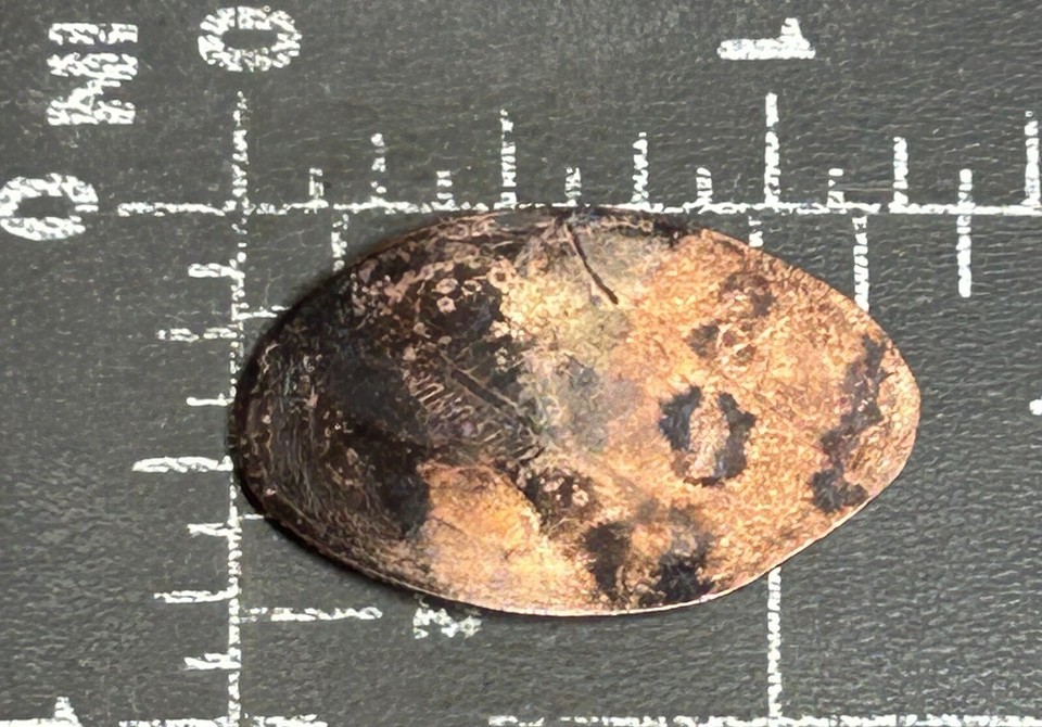 Akron Zoo River Otter Ohio OH Elongated Pressed Smashed Squished ...