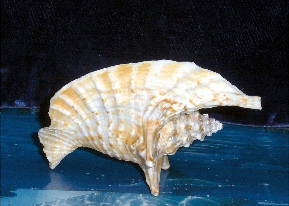 4" to 5-1/2" ROOSTER CONCH, STROMBUS GALLUS SEA SHELL, BEACH DECOR ...