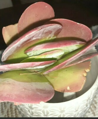 Kalanchoe Luciae/Paddle Plant/ Flap Jack Seeds x 10 | eBay