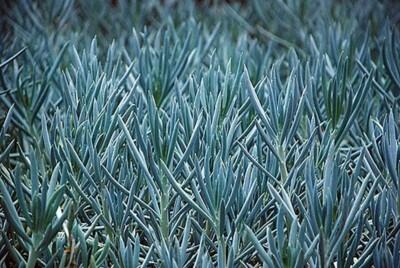 Senecio Serpens Blue Chalksticks Succulent Live Plant - 2.5" Pot Easy ...