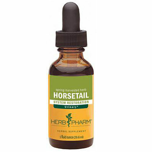 Equisetum Arvense Extract Horsetail Fresh Organic Plant Extract