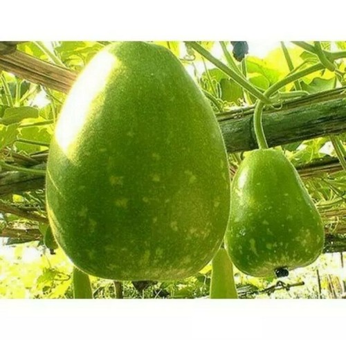 🌼 Bangladeshi Vegetable F1 Hybrid Lau Khodu Kodu Bottle Gourd Seeds #1 ...