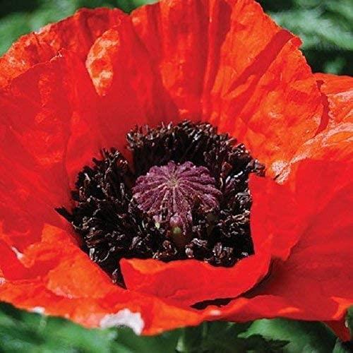 Poppy/Papaver Oriental Beauty of Livermere Perennial 9cm Pot Plants ...