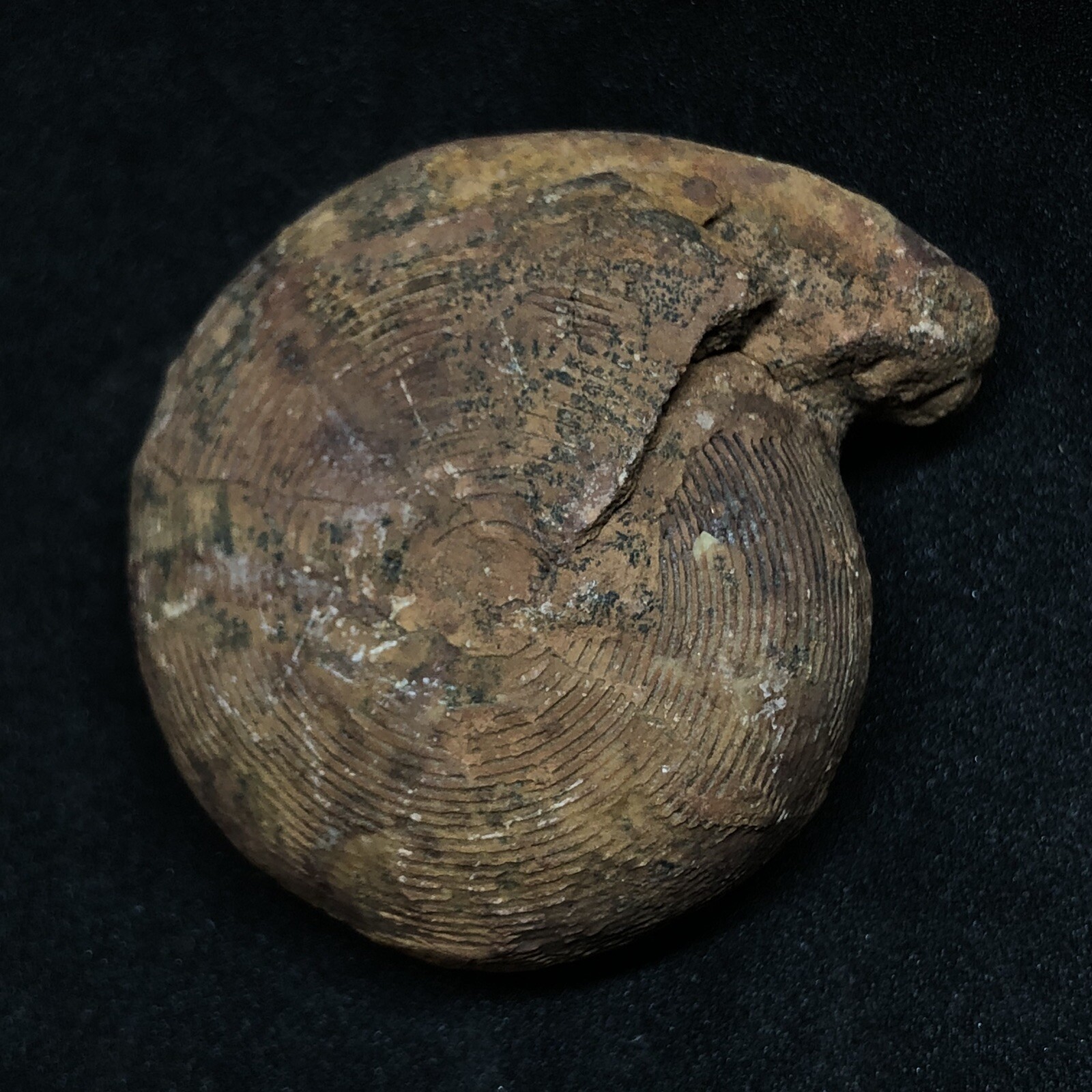 44gr Amazing Rough Ammonite Fossil Conch From Timor Leste | eBay