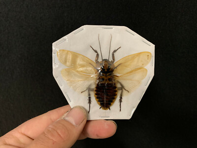 Eublaberus distanti A1 du Guatemala Entomologie Insecte Collection | eBay