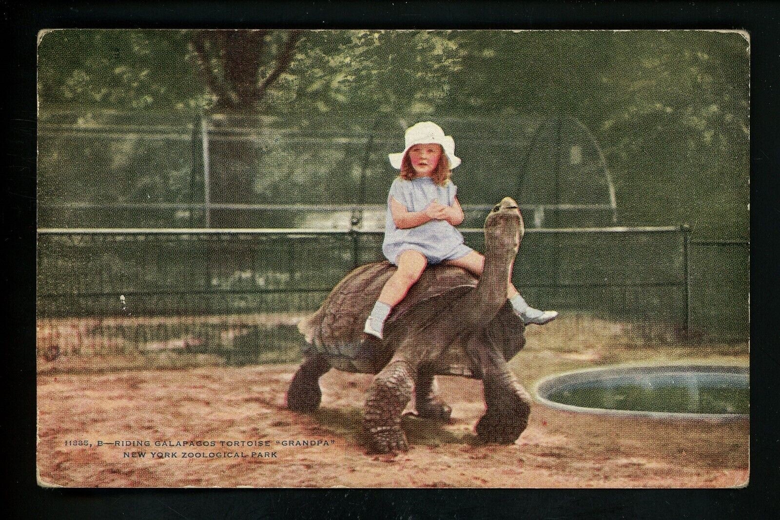 New York City NY postcard Zoological Park Official Zoo Galapagos ...