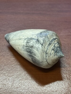 RARE Fossilized CONE Shell From Central Florida, Pliocene Era. | eBay