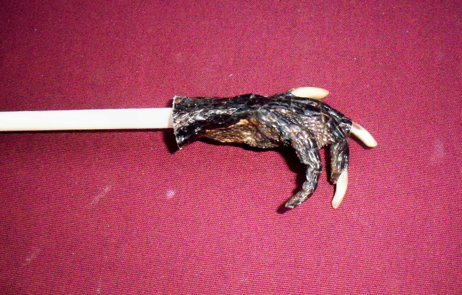 Alligator Paw Back Scratcher Swamp People gator New Orleans new Hand ...