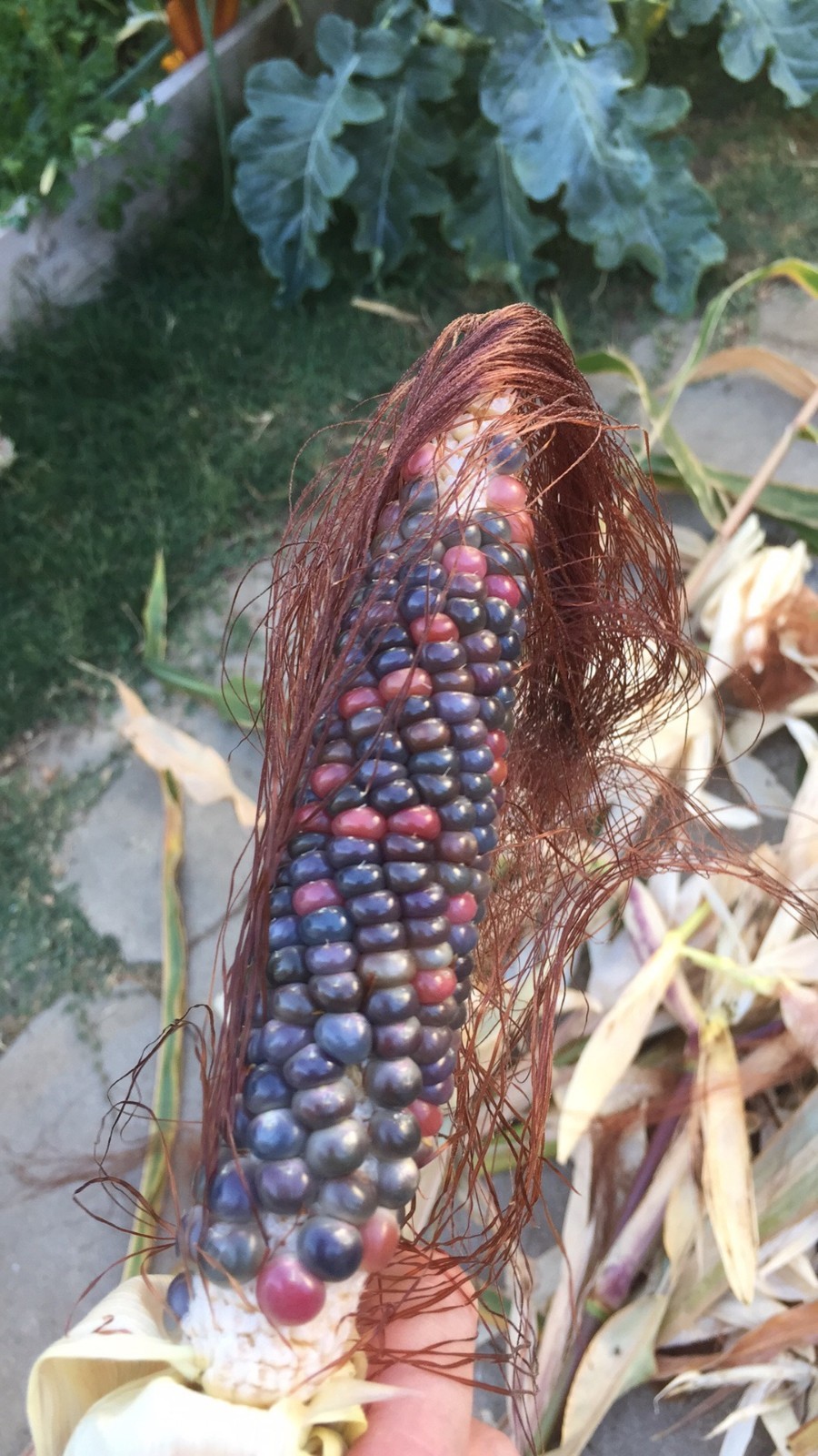 Rainbow Gem Corn Kernel Organic 20+ Seeds Organic Heirloom Popcorn NON ...