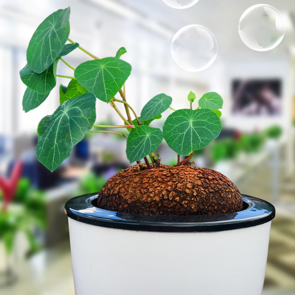 4-5cm Rare Root Garden Plants Cactus Live Plants Golden Vine Plant ...