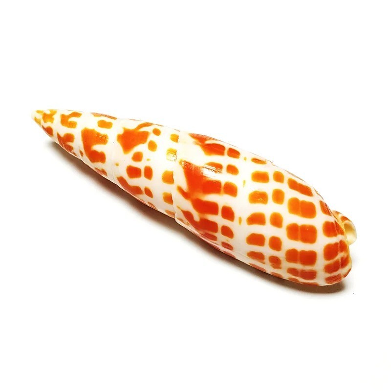 12 Large Episcopal Miter Shells Red Pen Orange Snail Conch Natural ...