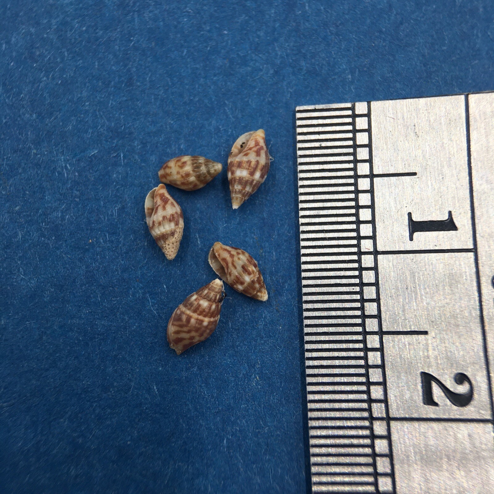 #6 Anachis Pygmaea Lot Of 5 Under 6mm Guaymas Mexico Coll. 1946 Columbellidae | eBay