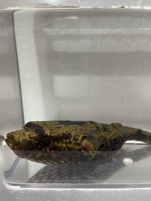 Humpback / Dragon Puffer Fish “3-4in” | eBay