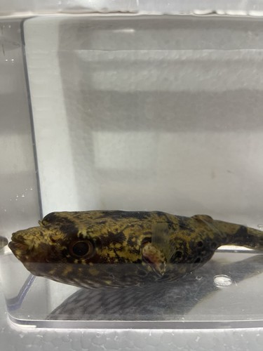 Humpback / Dragon Puffer Fish “3-4in” | eBay