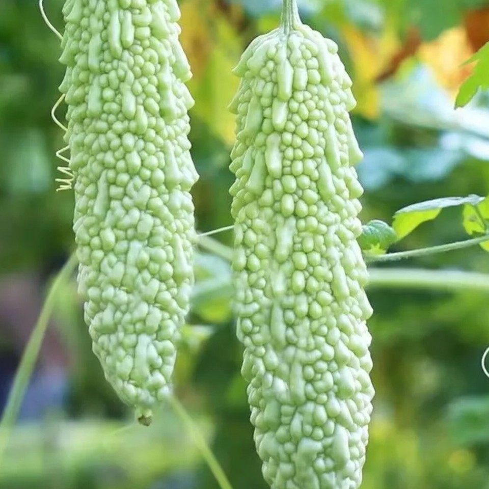 15pcs White Pearl Bitter Gourd Seeds – Heirloom Balsam Pear Melon ...