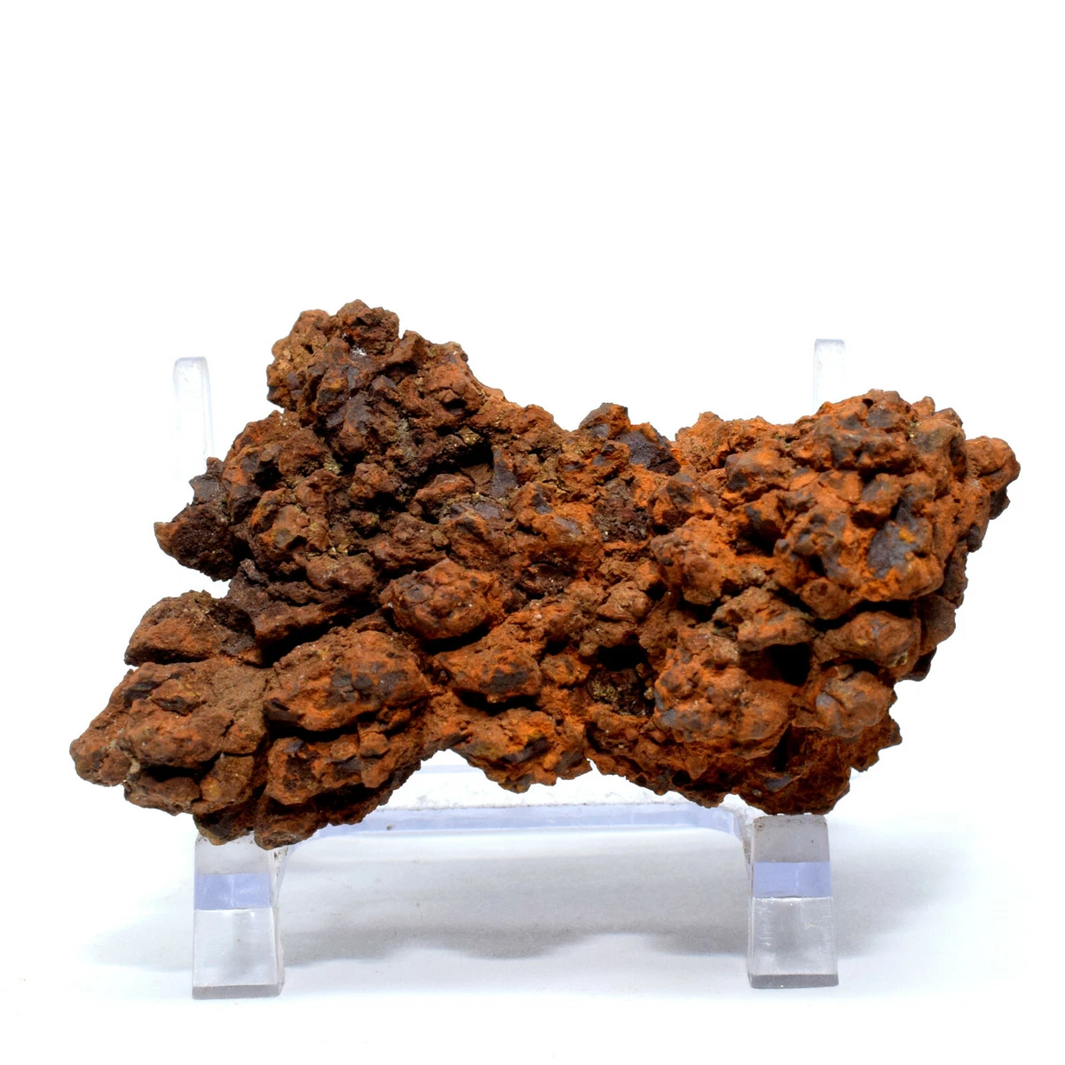 Coprolite Fossil