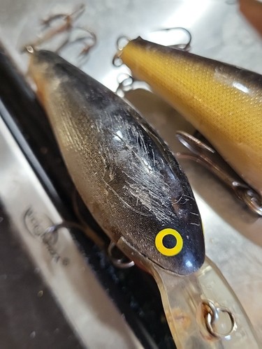 5 RAPALA Deep Diving Fat Raps, Discont,flo,Chartruse, Perch, Gold ...
