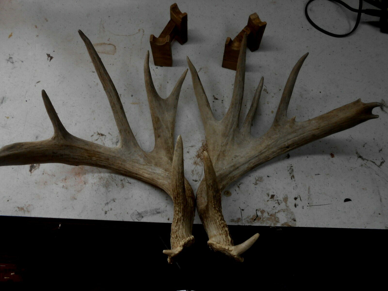 PALMATED 168 4/8 WHITETAIL DEER sheds Antlers mule mount taxidermy elk ...