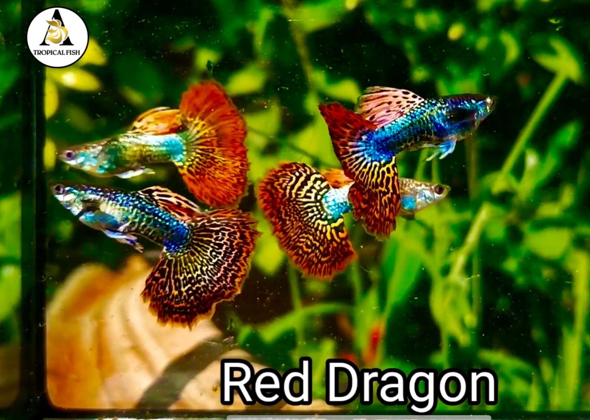 Aquarium Fish Compatible With Dragon