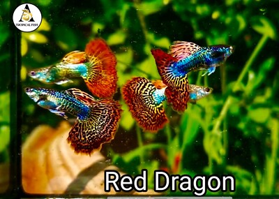 1 Trio☆SUPPER RED DRAGON DUMBO INDO-Live Guppy Fish Grade A+++ | eBay