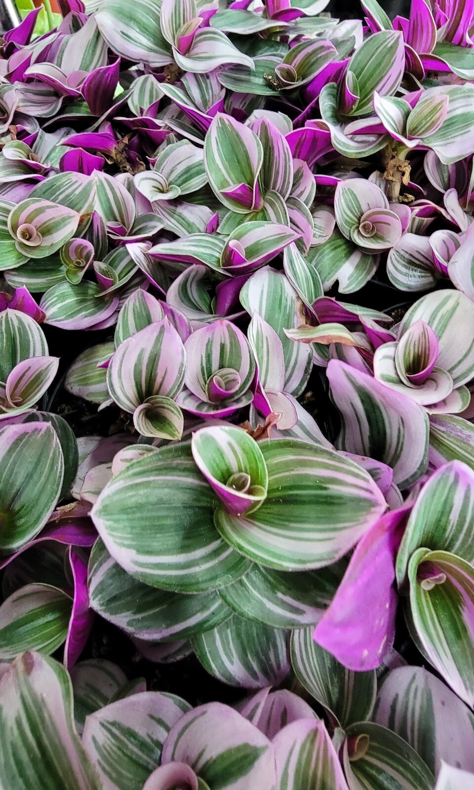 Tradescantia Nanouk rare live house plant in 3 inch pot | eBay