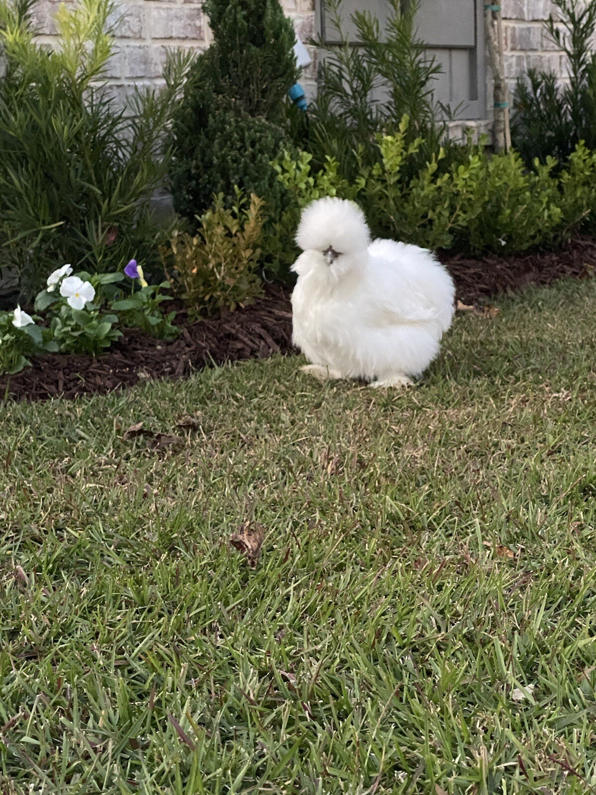 6 Show Quality Silkie Chicken Fertile Hatching Eggs,all Colors,Bearded ...