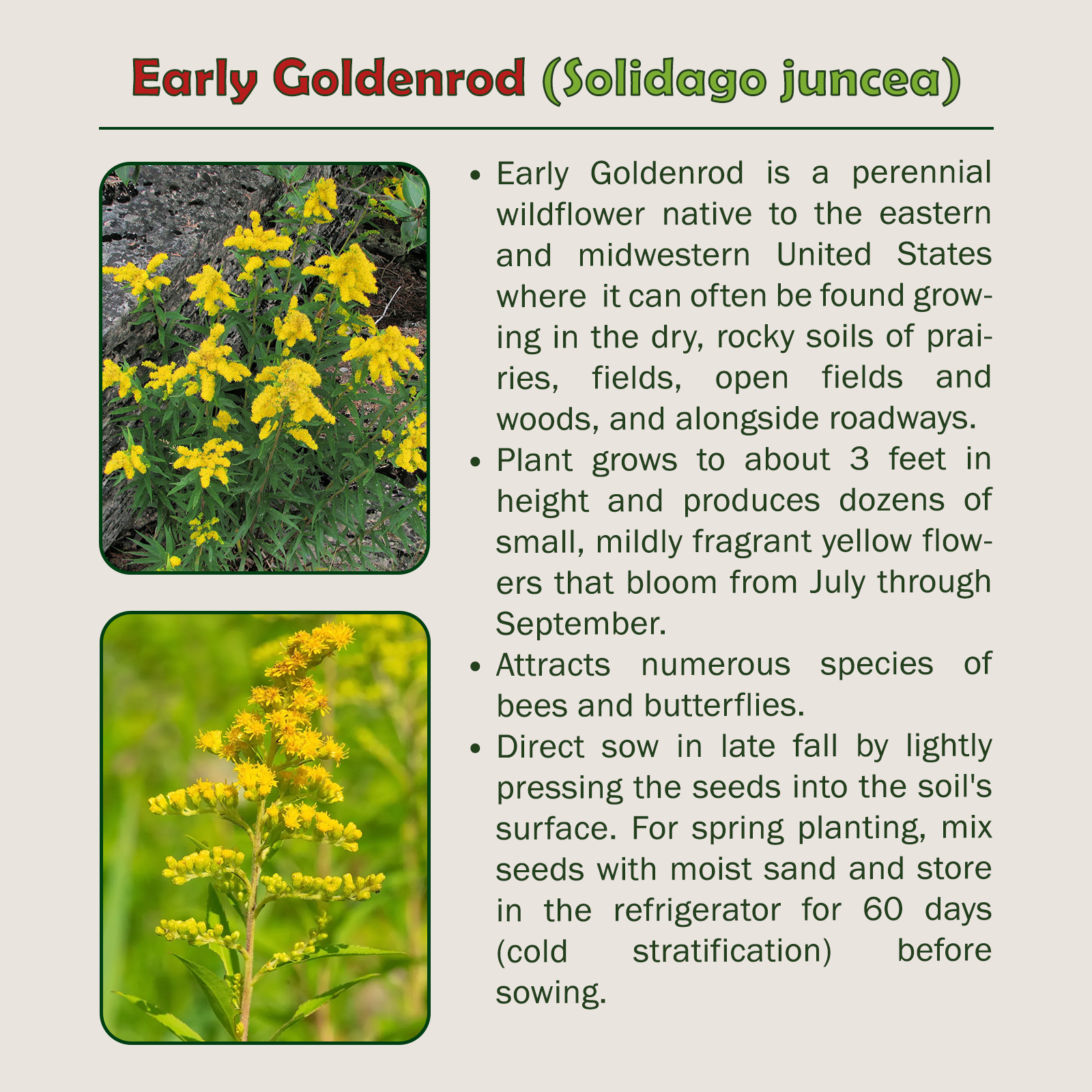 200 Early Goldenrod Seeds, Solidago juncea, Native Wildflower & Bee ...