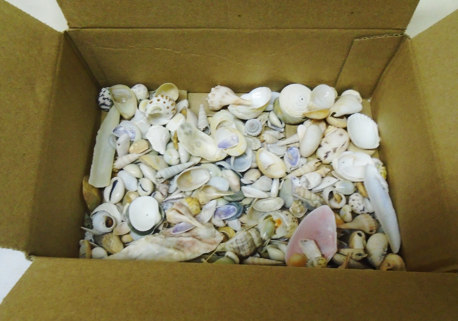 Lot Small Crafting Shells Sea Shell 1 Pound | eBay