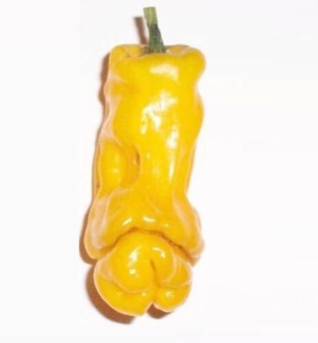 1 Pack 200 Yellow Penis Peter Pepper Seeds Penis Chili Capsicum Organic ...
