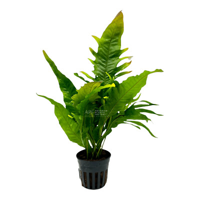 Java Fern Sunrise | Aquarium Plants Factory® | eBay