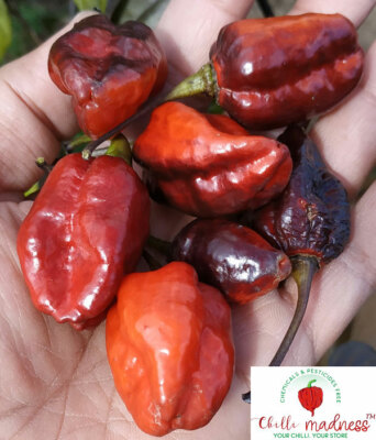 Chilli Pimenta Leopard Amazing Variety Sustainably Grown in Australia ...