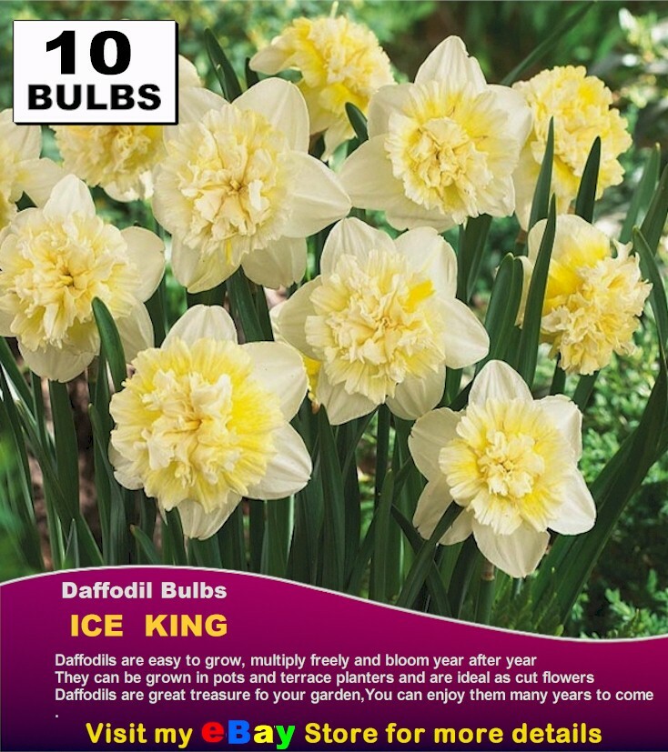 Ice King Daffodil Double Daffodil "Ice King" | Narcissus