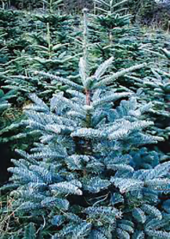 Blue Noble Fir, Abies procera glauca, (Abies nobilis), Tree Seeds ...