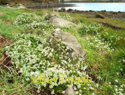 Photo 6x4 Island Reagh Strangford Lough (9) Ballydrain See [[776365 ...
