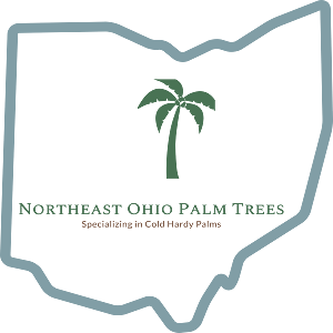 Northeast Ohio Palm Trees | eBay Stores