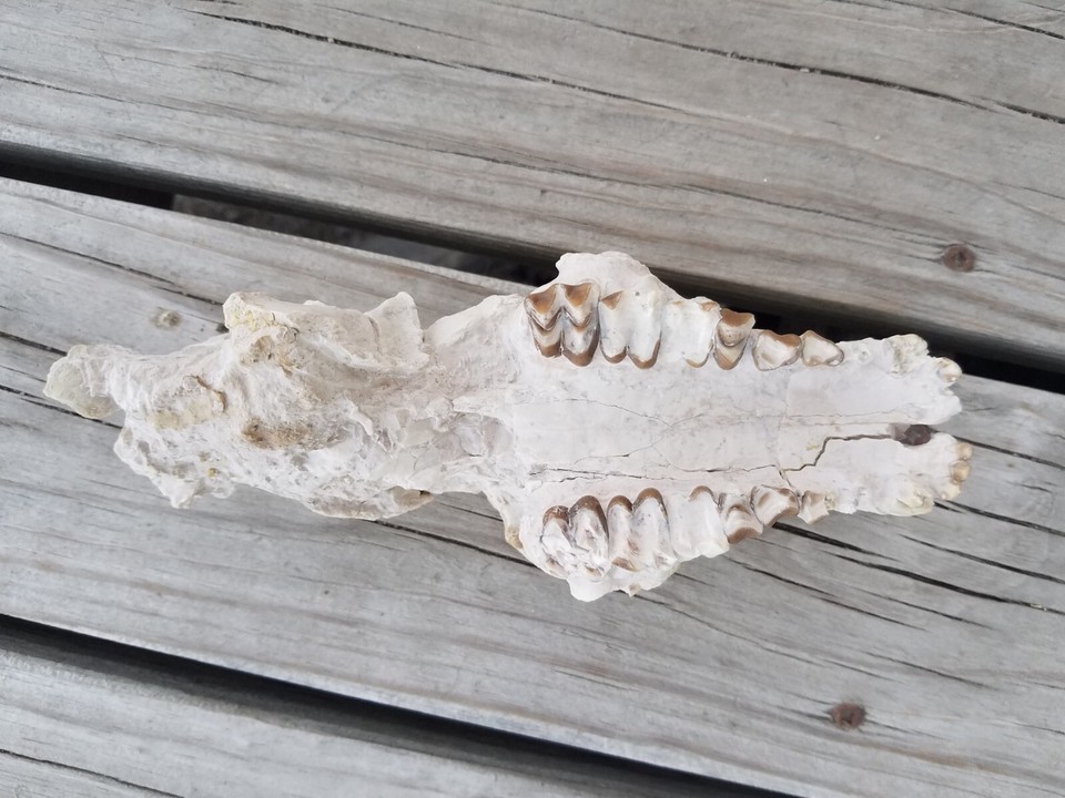 Fossil Oreodont Skull Brule White River Wyoming mammoth sloth camel ...